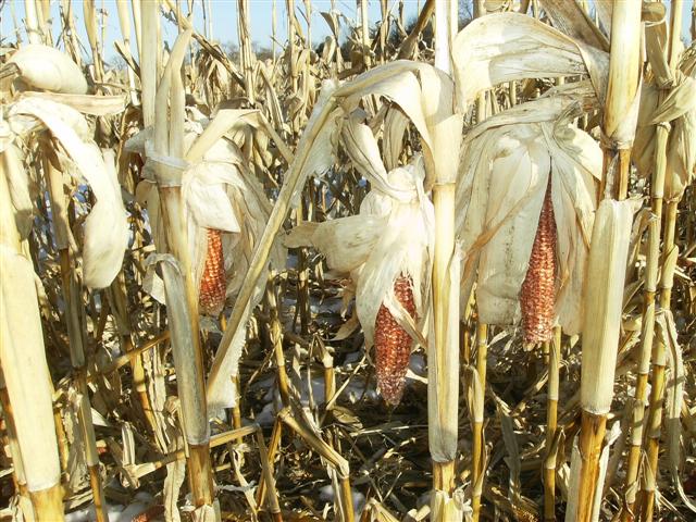 Deer Crop Damage - Really?? | Farmall Cub Forum